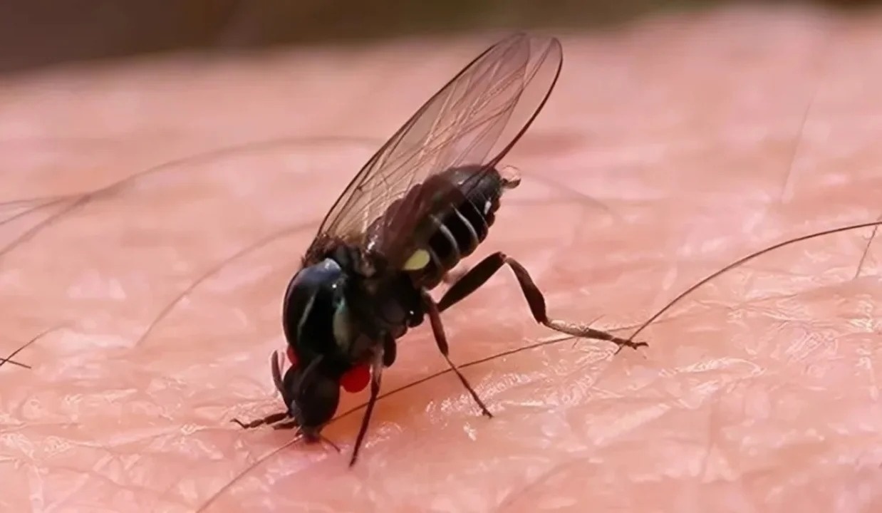 Barigüí, el nuevo insecto que invade Buenos Aires: cómo prevenir sus ...