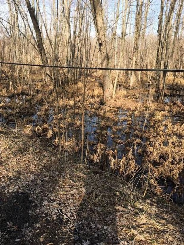 Reto viral: ¿Podés hallar al pato que está camuflado en la foto? Sólo ...